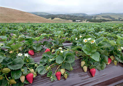 cal-strawberry - California Strawberry Commission