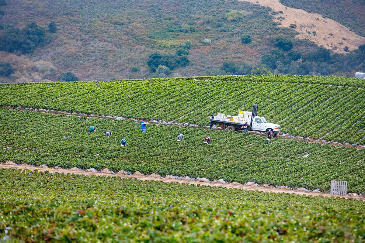 Where Are The Most Strawberries Grown In California at Thelma Guerrero blog