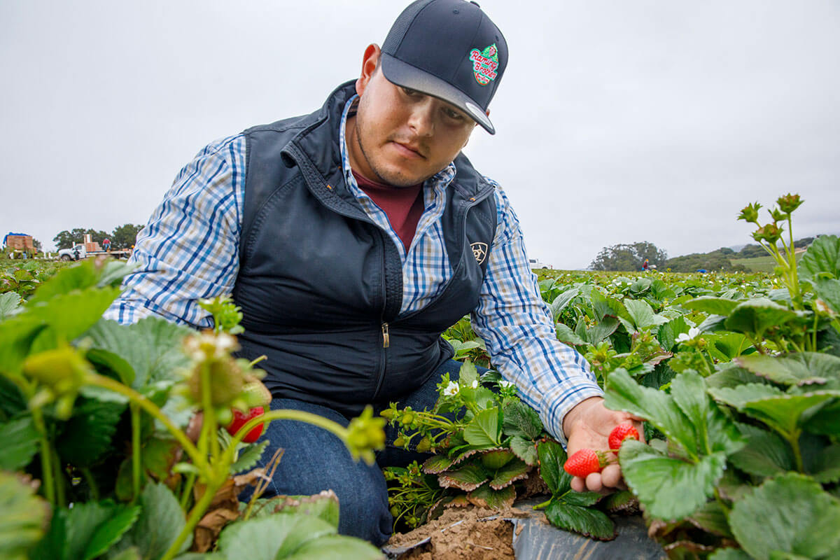 Where Strawberries are Grown - California Strawberry Commission