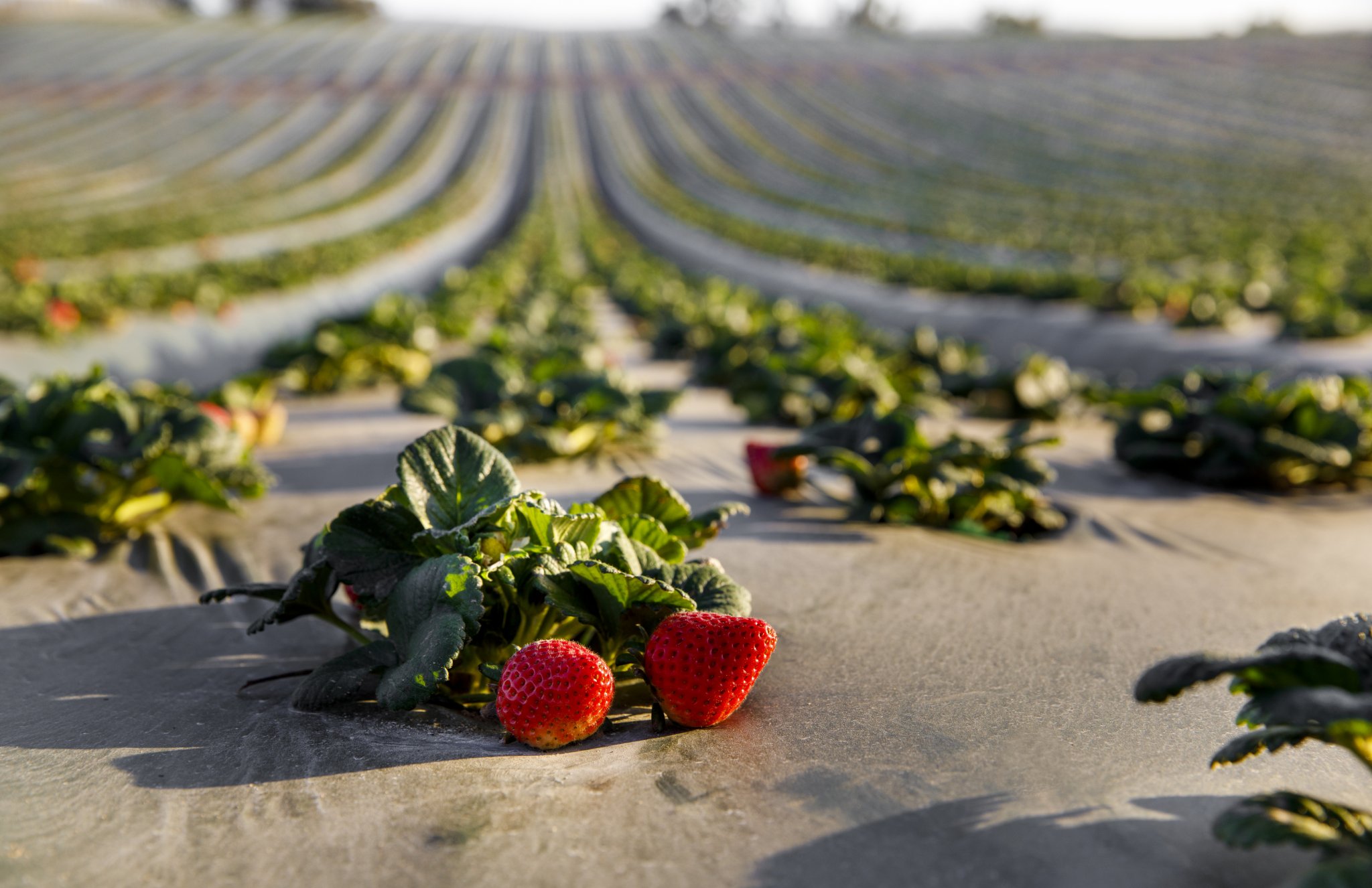 Meet Strawberry Farmer Mayra Paniagua - California Strawberry Commission