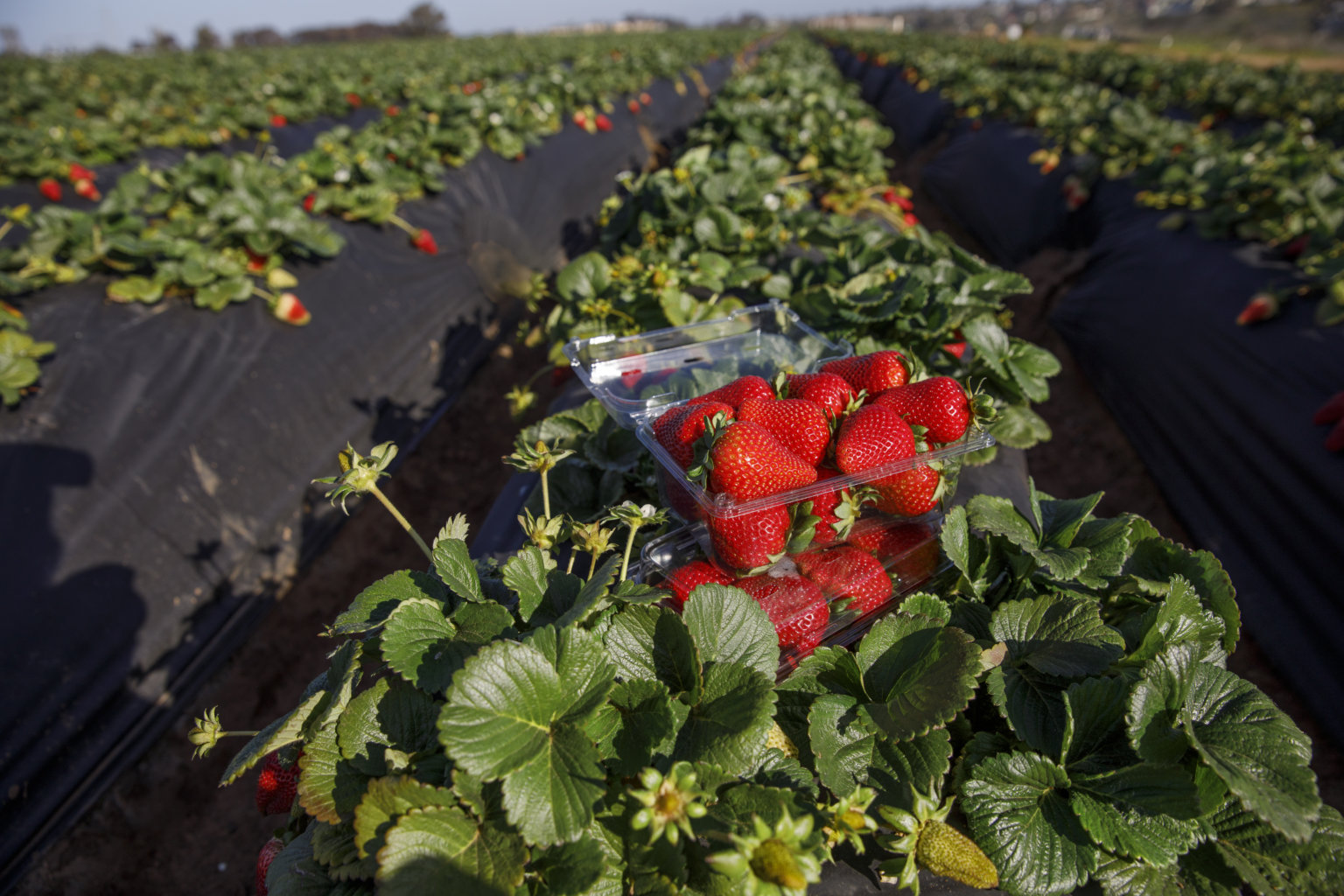 Strawberry Farming: From Farm to Table | California Strawberries