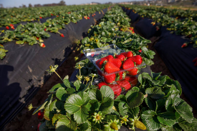 Strawberry Farming: From Farm to Table | California Strawberries