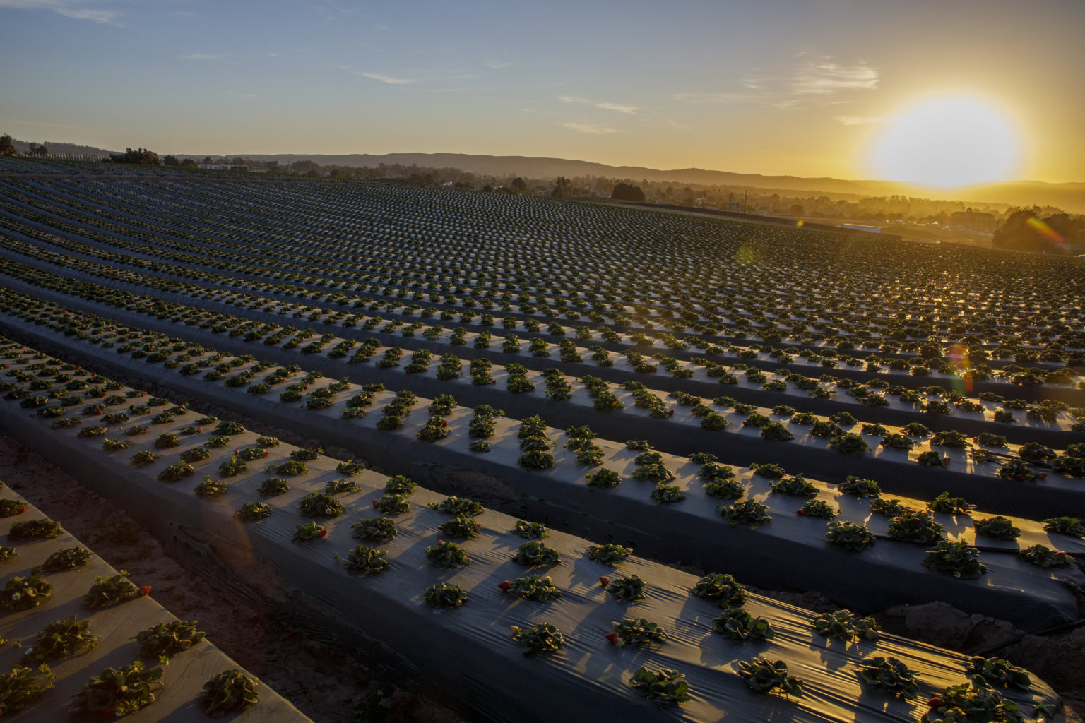 Strawberry Farming: From Farm to Table | California Strawberries