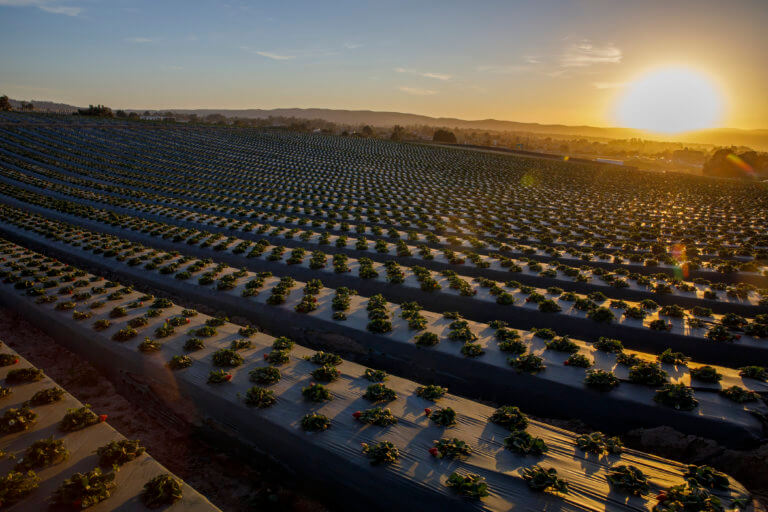 Strawberry Farming: From Farm to Table | California Strawberries