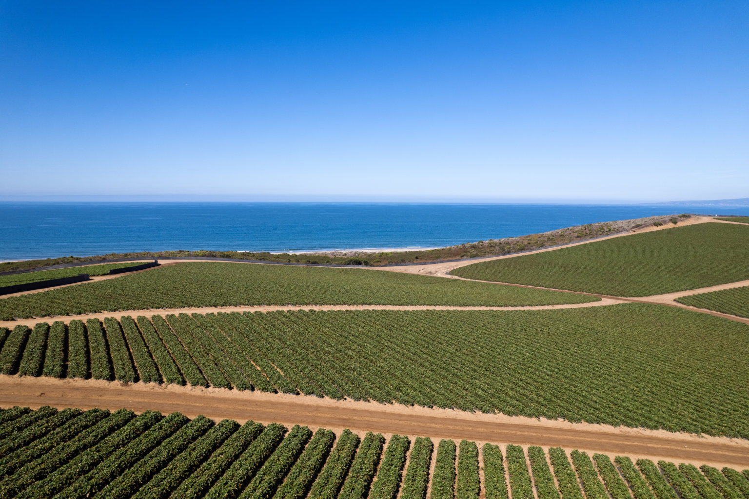 Strawberry Farming: From Farm to Table | California Strawberries