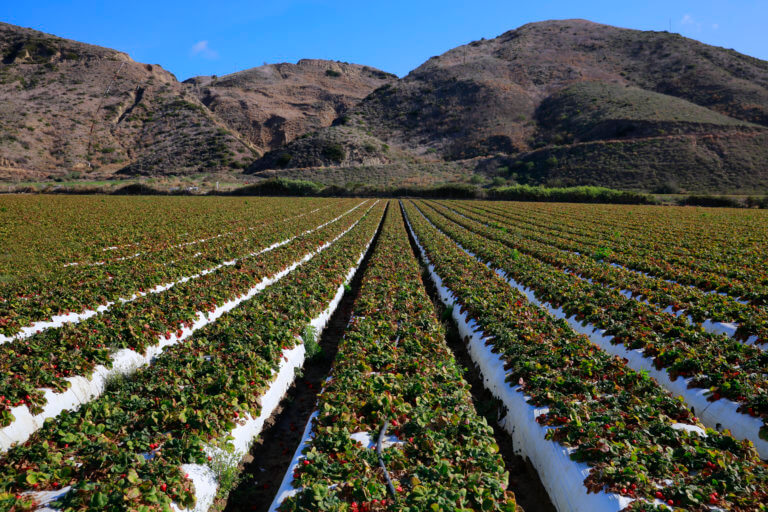 Strawberry Farming: From Farm to Table | California Strawberries