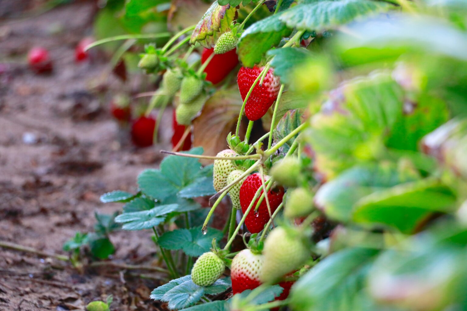 Environmental Stewardship | California Strawberries