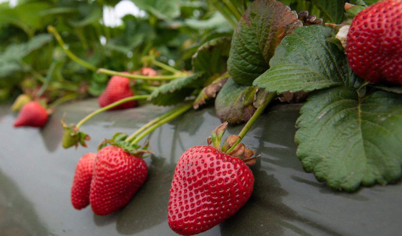 Industry News & Events - California Strawberry Commission