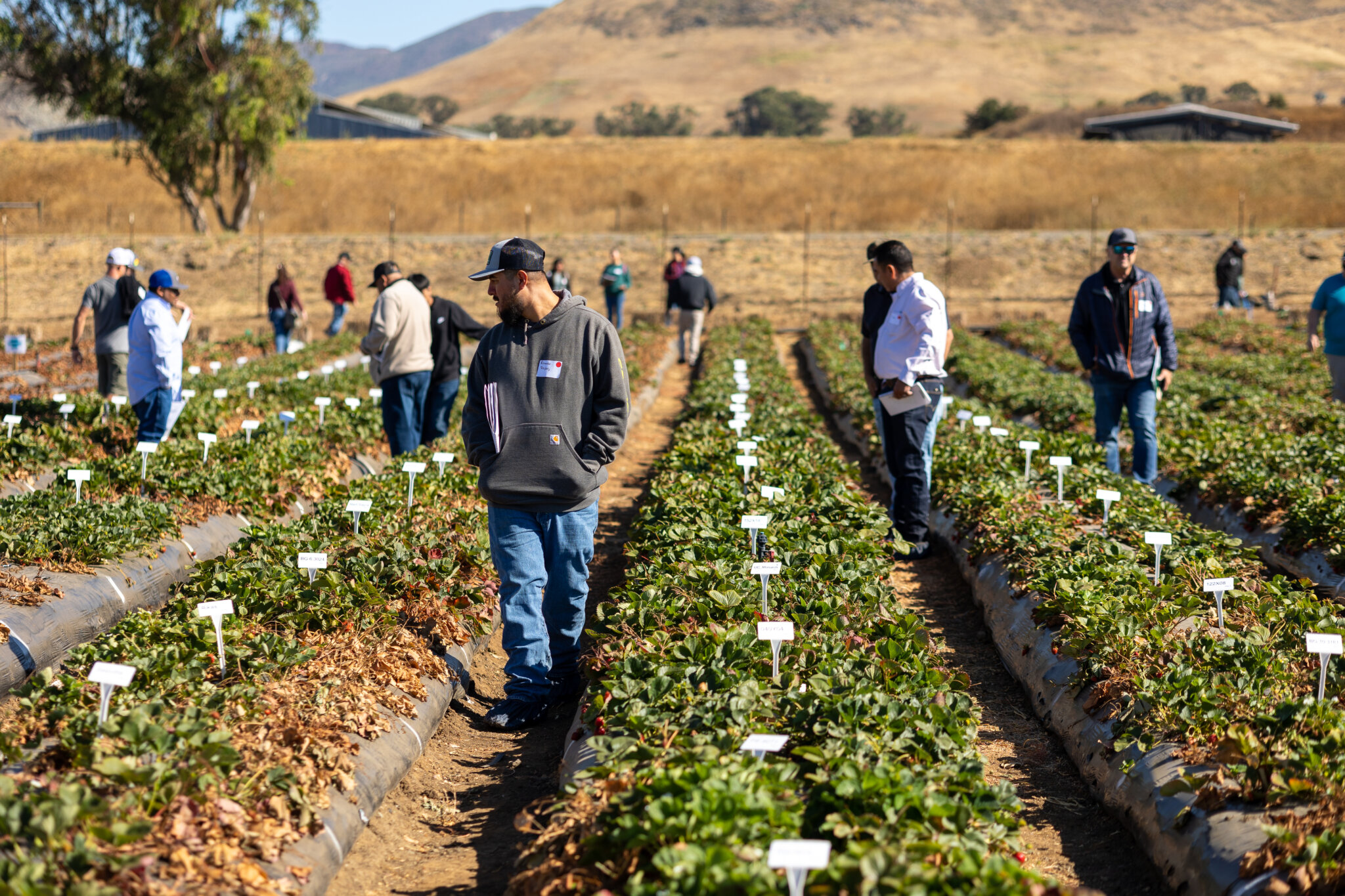Industry News & Events - California Strawberry Commission