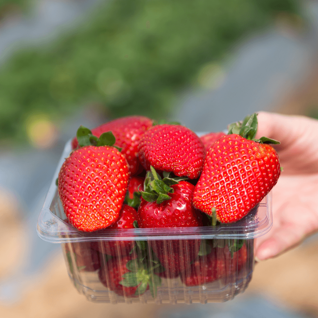 MAINTAINING THE QUALITY OF FRESH GUIDE - California Strawberry Commission