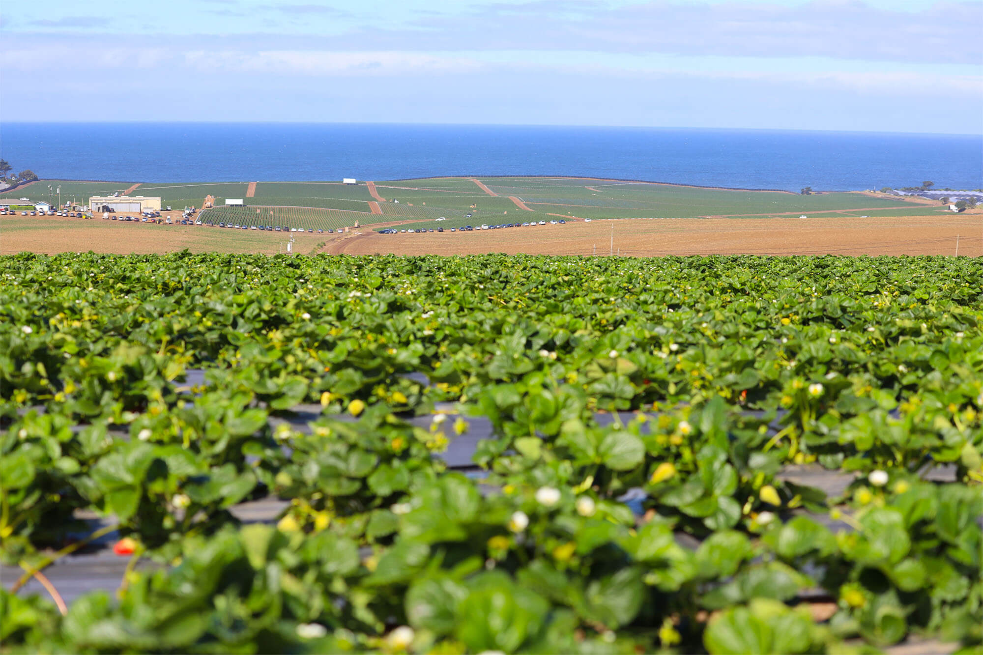 Grown with Heart,Rooted in Sustainability | California Strawberry ...